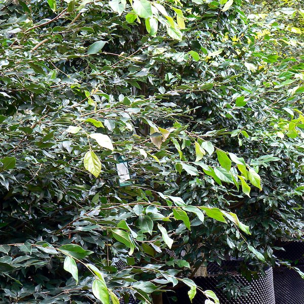 Sycopsis sinensis – Majestic Trees
