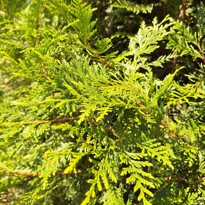 Thuja plicata 'Atrovirens' – Majestic Trees