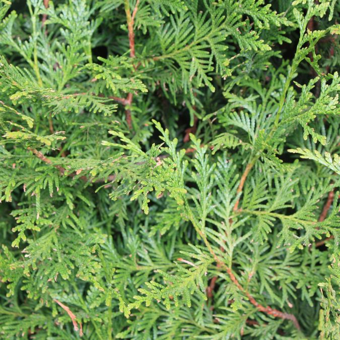 Thuja plicata 'Atrovirens' – Majestic Trees