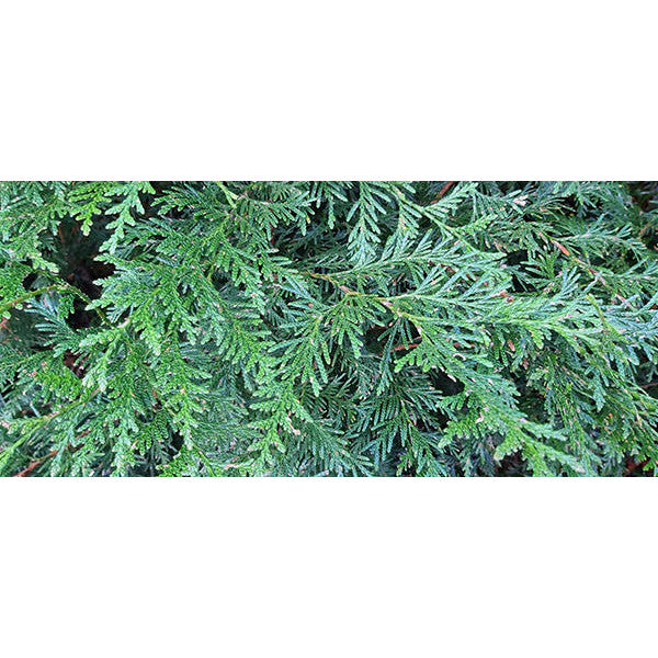 Thuja plicata 'Excelsa' (Hedging) – Majestic Trees