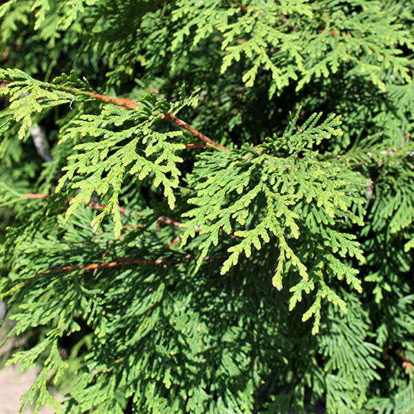 Thuja plicata 'Excelsa' (Hedging) – Majestic Trees