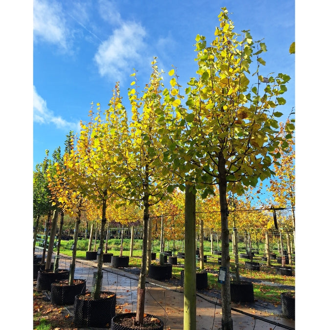 Tilia Trees For Sale