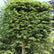 Fagus sylvatica (Pleached) – Majestic Trees