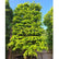 Fagus sylvatica (Pleached) – Majestic Trees