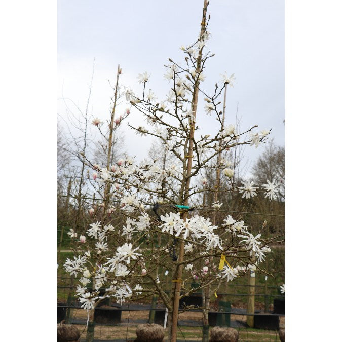 Magnolia stellata 'Royal Star' – Majestic Trees