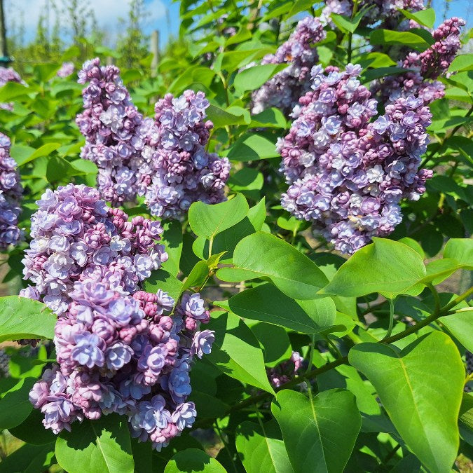 Syringa vulgaris 'Michel Buchner' – Majestic Trees