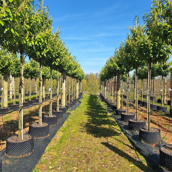 Prunus laurocerasus 'Novita' – Majestic Trees