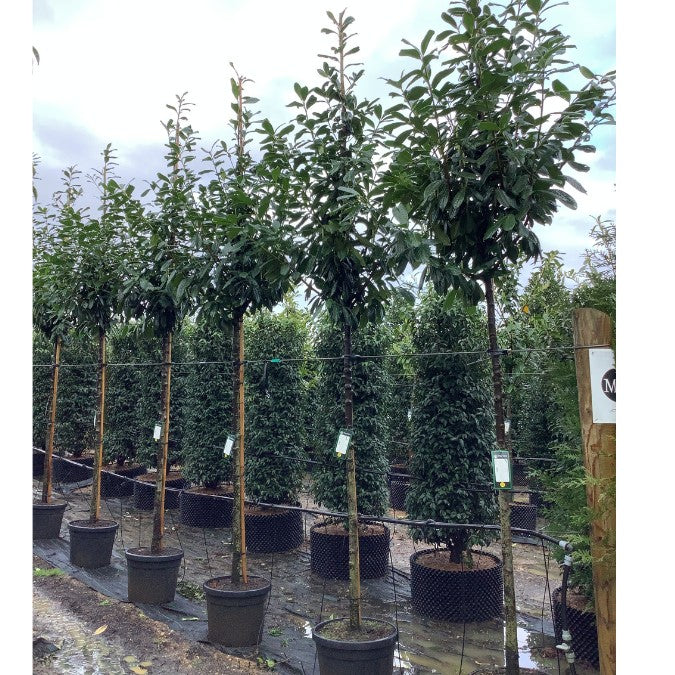 Prunus laurocerasus 'Novita' – Majestic Trees