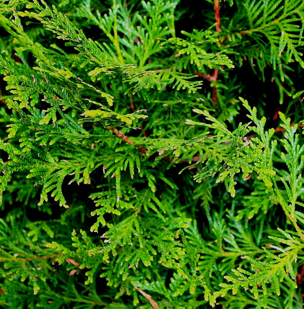 Thuja plicata 'Atrovirens' (Hedging) – Majestic Trees