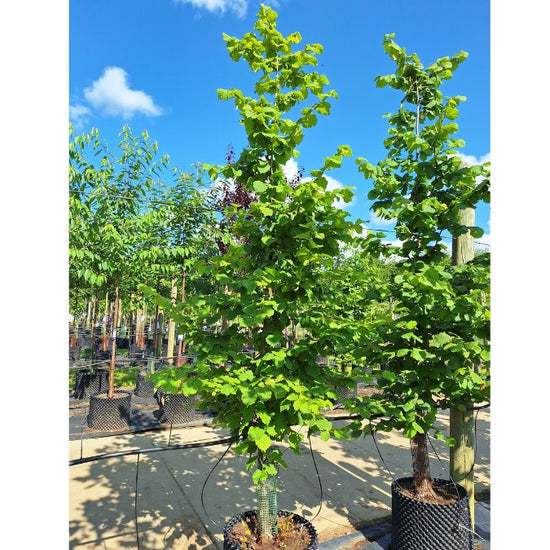 Corylus avellana – Majestic Trees