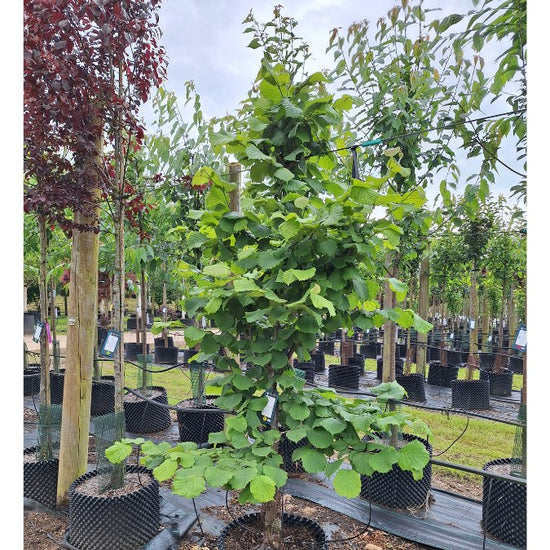 Corylus avellana – Majestic Trees