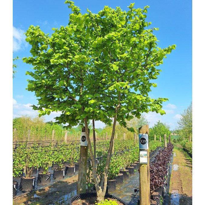 Corylus avellana – Majestic Trees