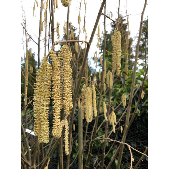 Corylus avellana – Majestic Trees