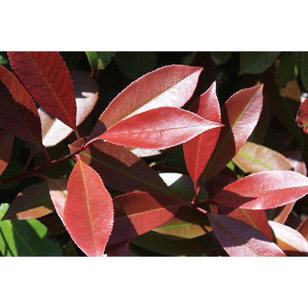 Photinia x fraseri 'Red Robin' (Hedging) – Majestic Trees