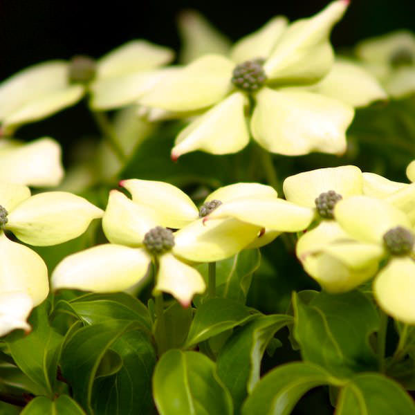 Cornus kousa var. chinensis – Majestic Trees
