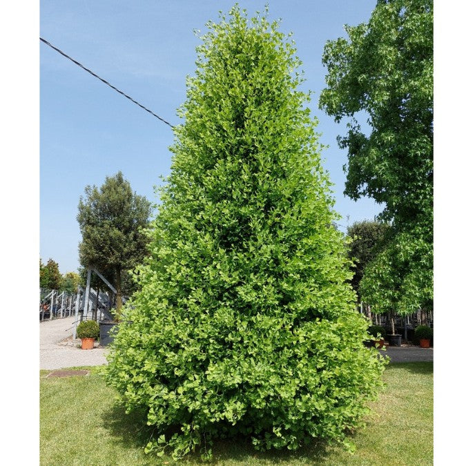 Ginkgo biloba 'Fastigiata Blagon' – Majestic Trees