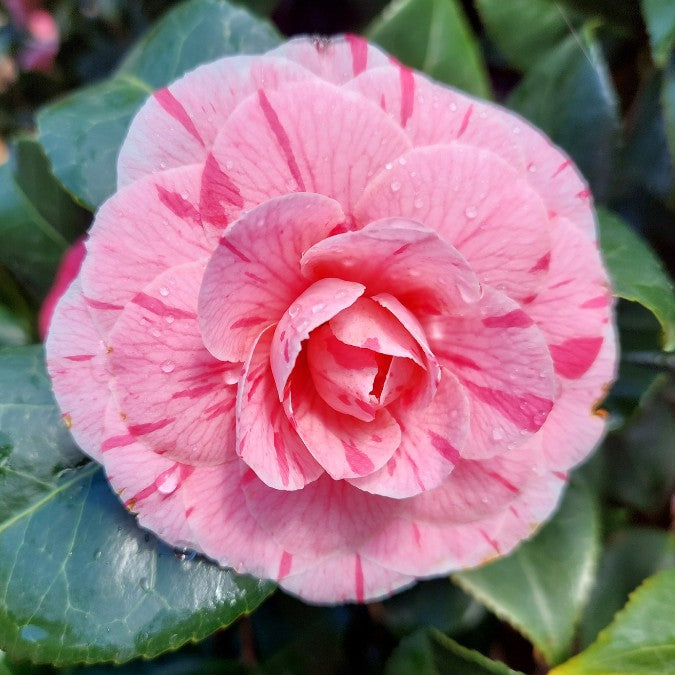 Camellia japonica 'Lavinia Maggi – Majestic Trees