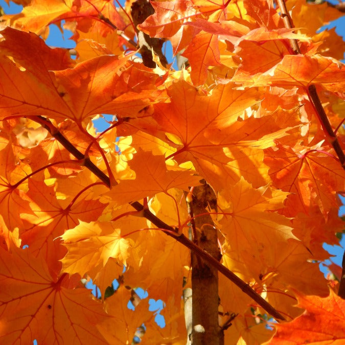Acer platanoides 'Princeton Gold' – Majestic Trees