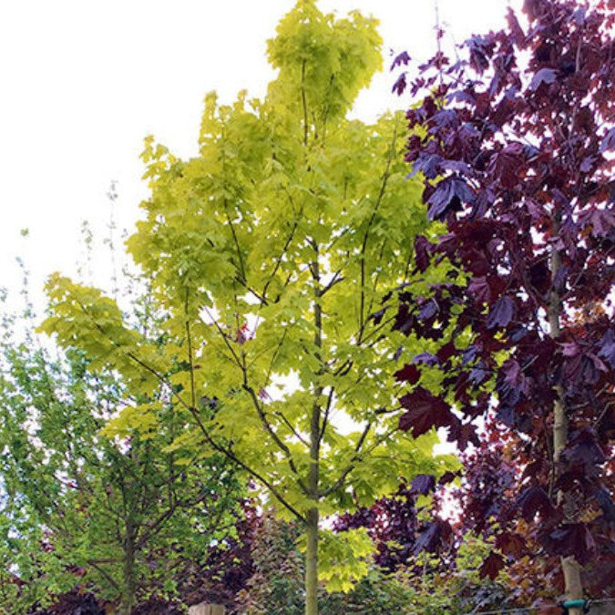 Acer platanoides 'Princeton Gold' – Majestic Trees