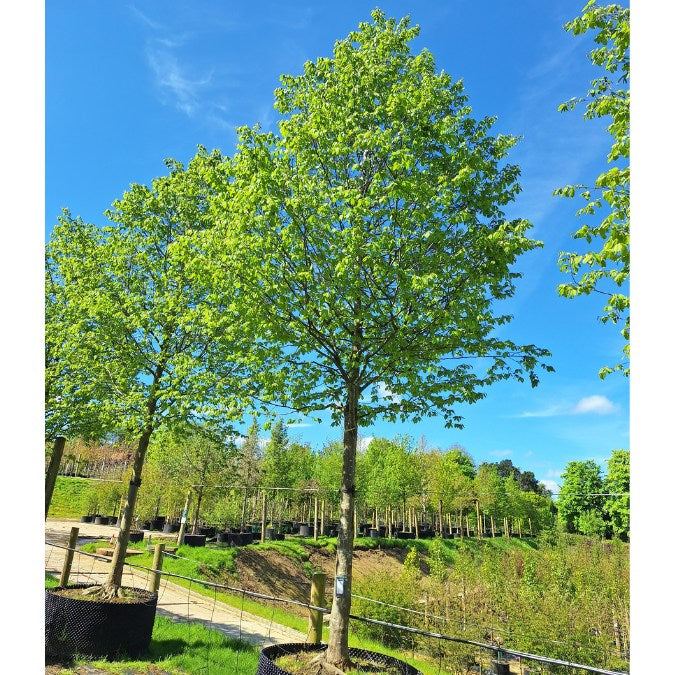 Carpinus betulus 'Purpurea' – Majestic Trees