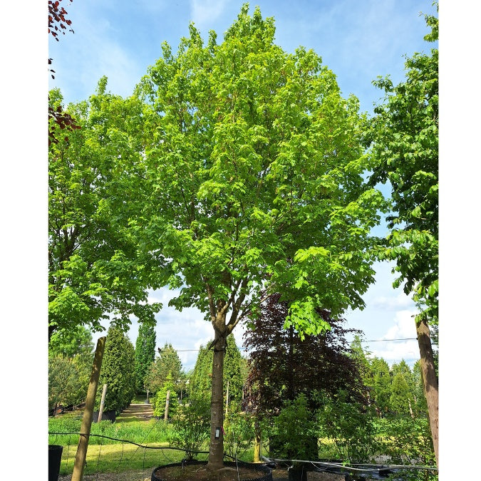 Acer rubrum 'Scanlon' – Majestic Trees
