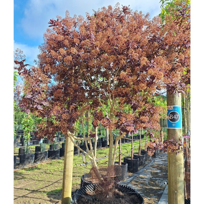 Cotinus coggygria 'Royal Purple' – Majestic Trees