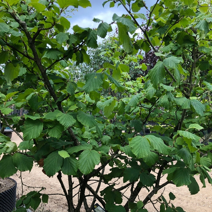 Hamamelis × intermedia 'Jelena' – Majestic Trees