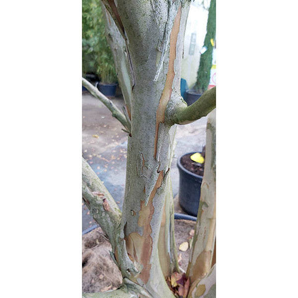Lagerstroemia indica – Majestic Trees