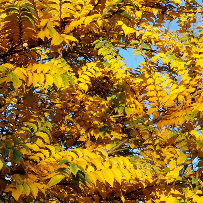 Ulmus x hollandica 'Jacqueline Hillier' – Majestic Trees