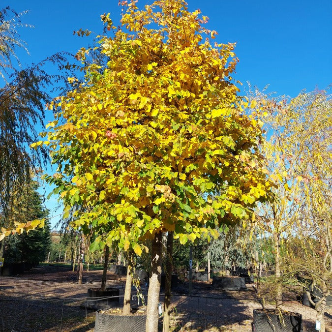 Parrotia persica 'Vanessa' – Majestic Trees