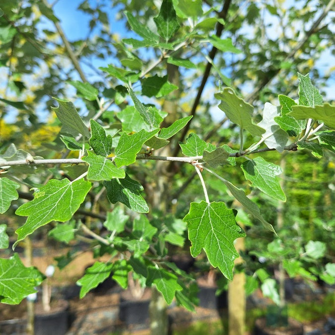 Populus alba 'Nivea' – Majestic Trees