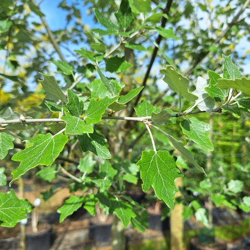 Populus alba 'Nivea' – Majestic Trees