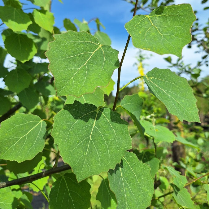Populus tremula – Majestic Trees