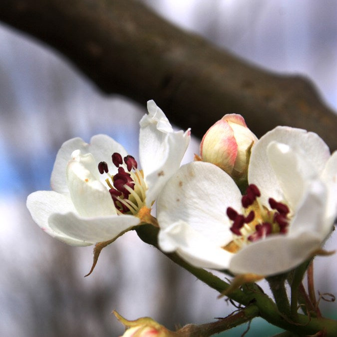Pyrus com. 'Clapps Favourite' – Majestic Trees