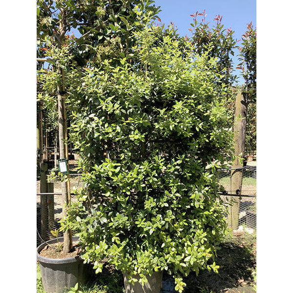 Quercus ilex (Pleached) – Majestic Trees