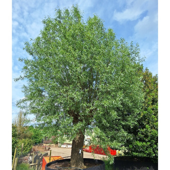 Salix alba – Majestic Trees