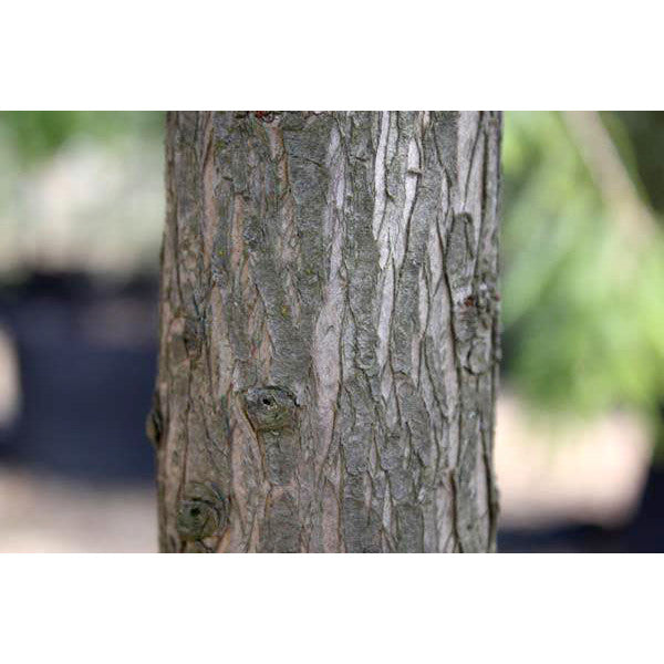 Taxus baccata 'Fastigiata Aurea' – Majestic Trees