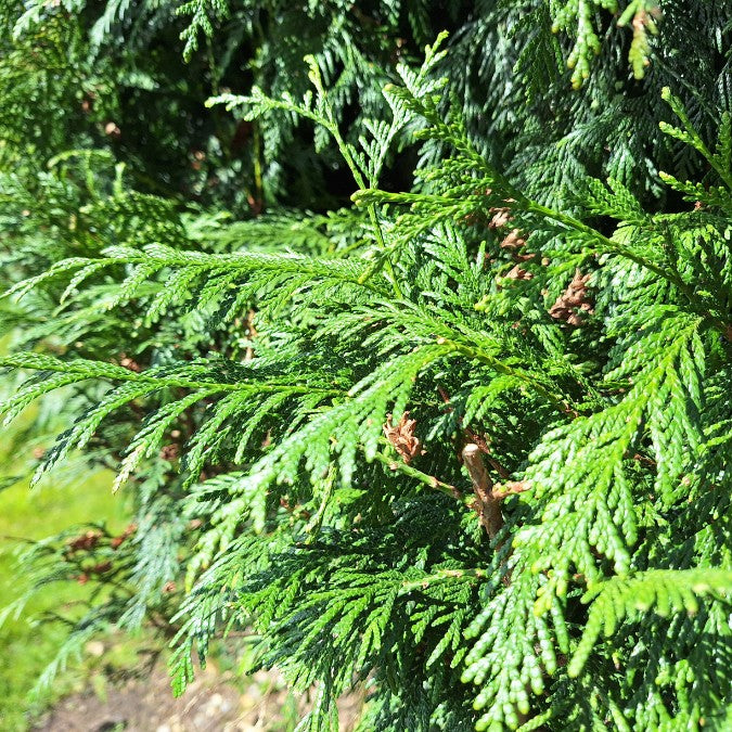 Thuja plicata 'Martin' – Majestic Trees