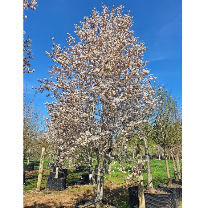 Amelanchier alnifolia 'Obelisk' – Majestic Trees