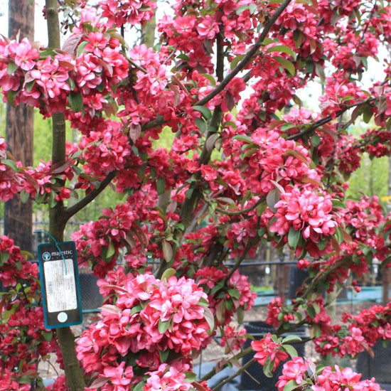 Malus 'Prairie Fire' – Majestic Trees