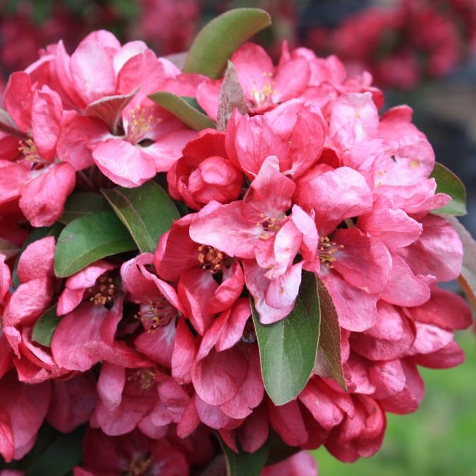 Malus 'Prairie Fire' – Majestic Trees