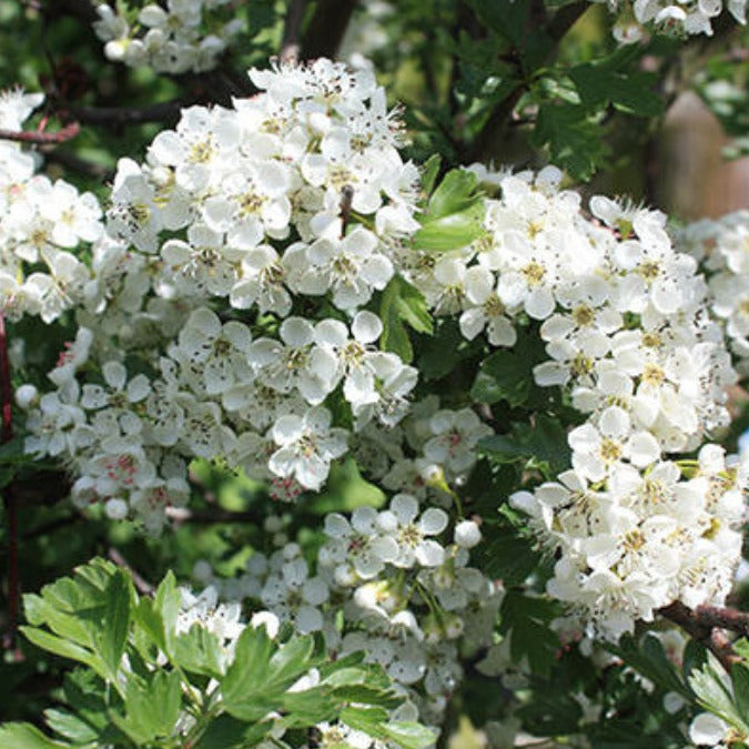 Crataegus monogyna (Hedging) – Majestic Trees