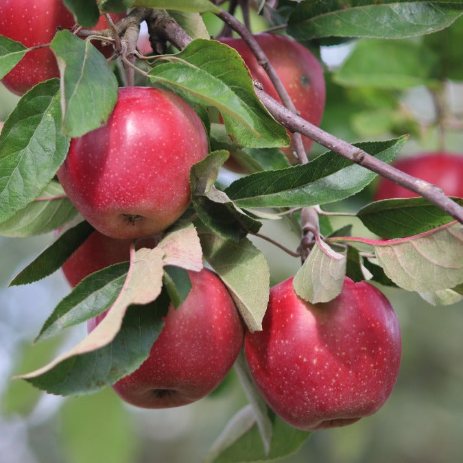 Malus d. 'Gloster 69' – Majestic Trees