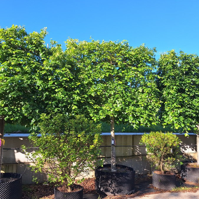 Tilia x euchlora (Pleached) – Majestic Trees