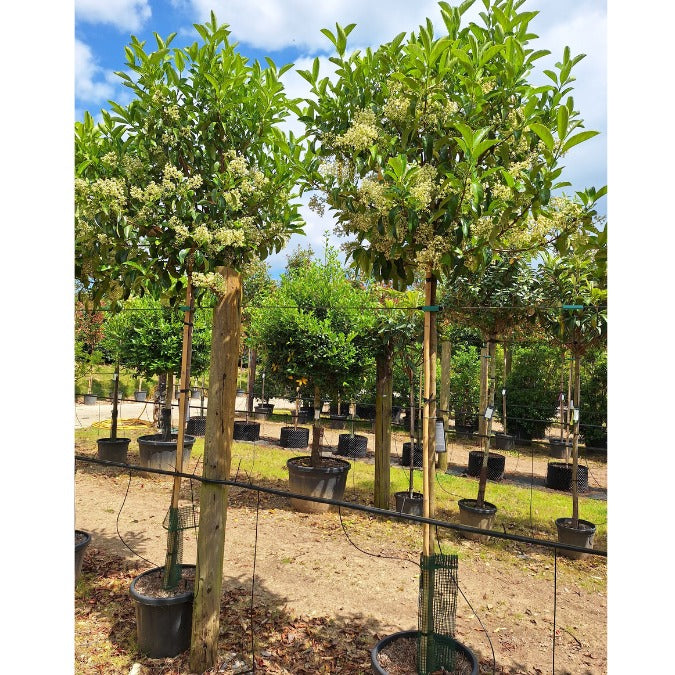 Viburnum tinus 'Lucidum' – Majestic Trees