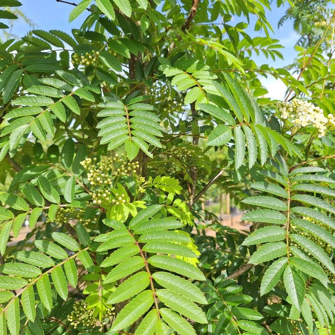 Sorbus 'Sunshine' – Majestic Trees