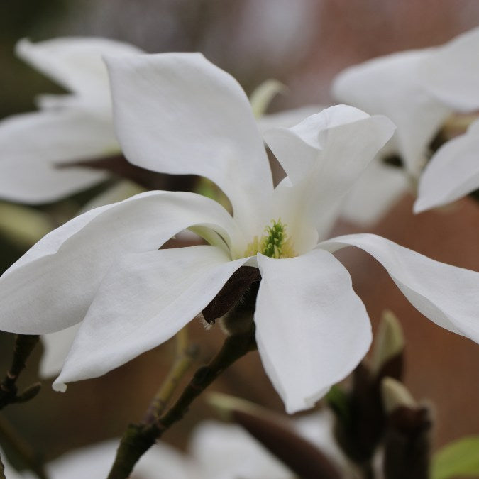 Magnolia salicifolia 'Wada's Memory' – Majestic Trees