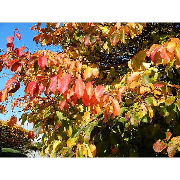 Parrotia persica (Topiary) – Majestic Trees