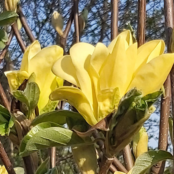 Magnolia 'Yellow Bird' – Majestic Trees