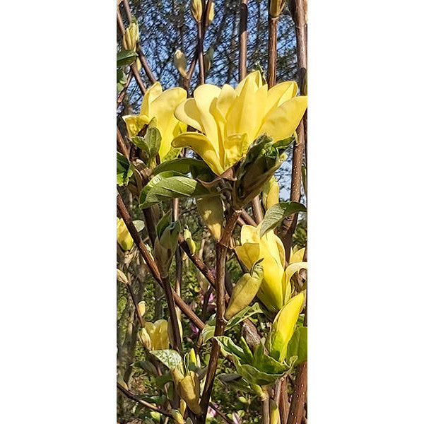 Magnolia 'Yellow Bird' – Majestic Trees